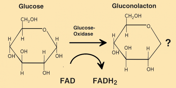 Exkurs B / Enzyme - ohne sie geht gar nichts (Teil 1)