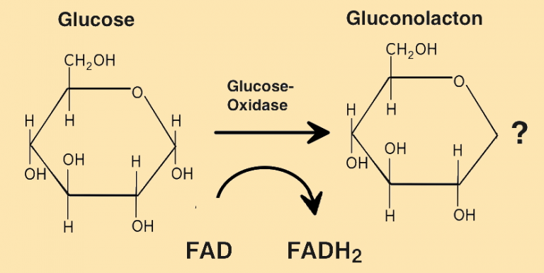 Exkurs B / Enzyme - ohne sie geht gar nichts (Teil 1)