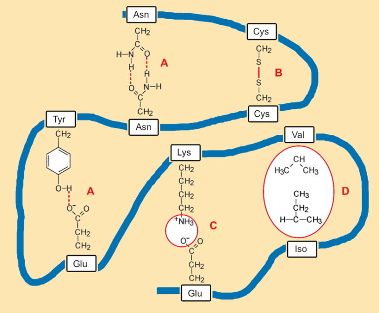 AB 1_2.3 Proteine - etwas genauer betrachtet