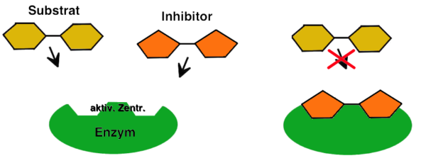 Exkurs B Enzyme - ohne sie geht gar nichts (Teil 2)
