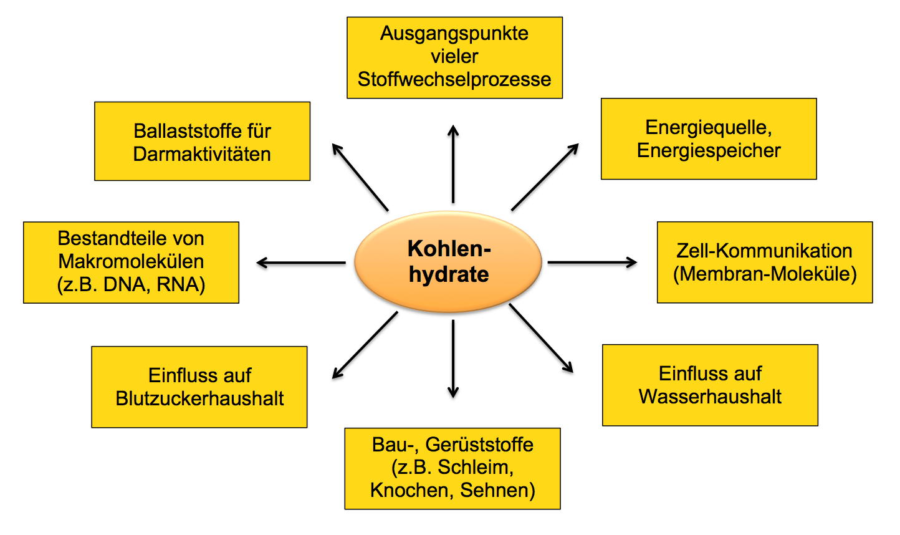 Kap. 2.1 Kohlenhydrate - mehr als einfach nur süß