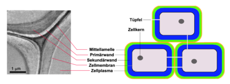 Mat. VIII Exkurs Zellwand