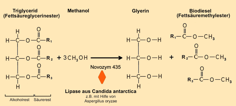 Mat. VI Biodiesel aus Rapssamen